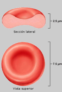 FICHERO DE HEMATOLOGÍA: Morfología normal de los elementos celulares ...