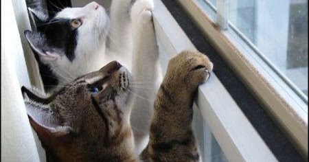 Growth Mindset & Feedback Cats: Working in a team, I can learn more.