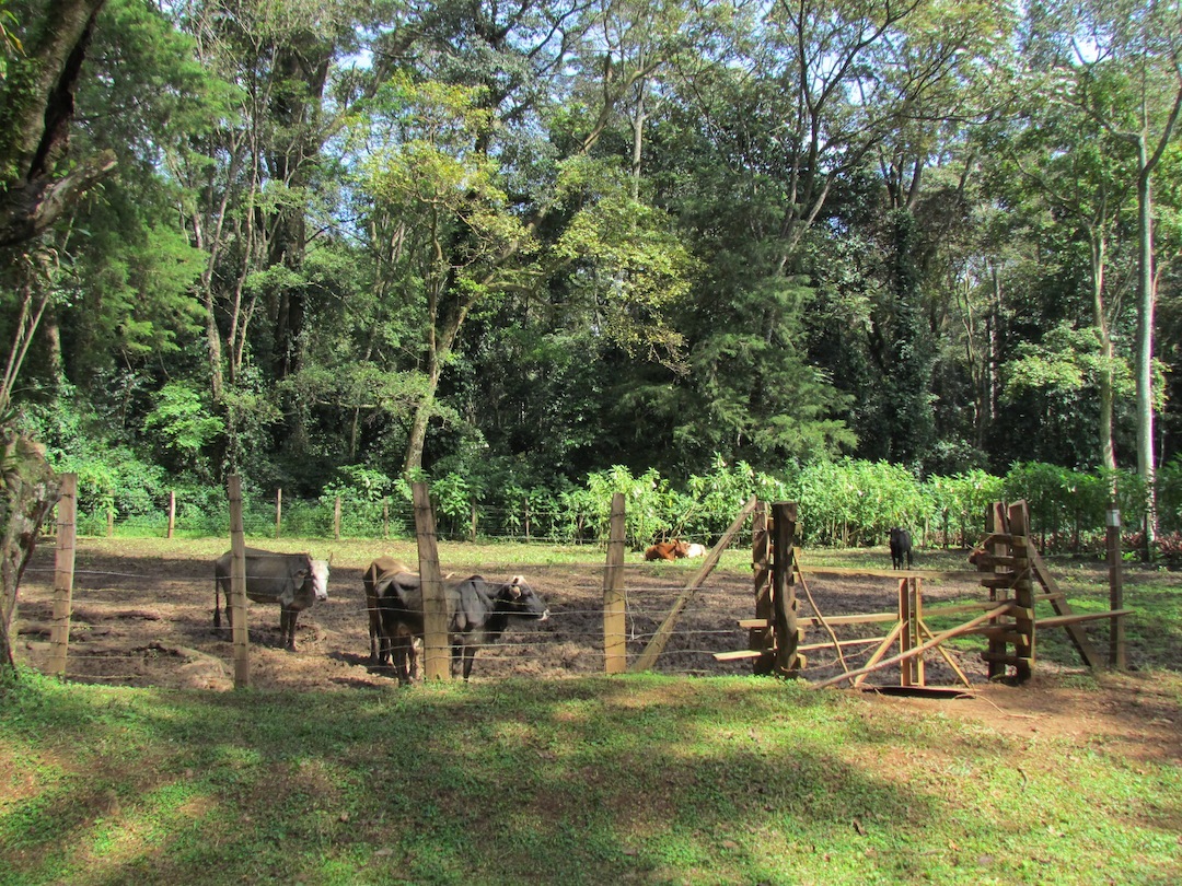 Kakamega Forest, Kenya
