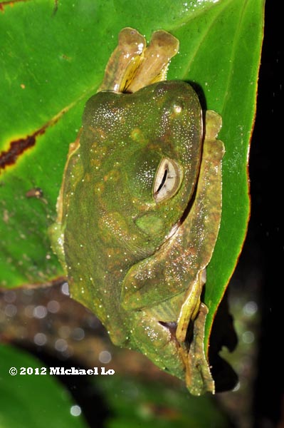 The rainforests of Borneo & Southeast Asia: Wallace's Flying Frog ...