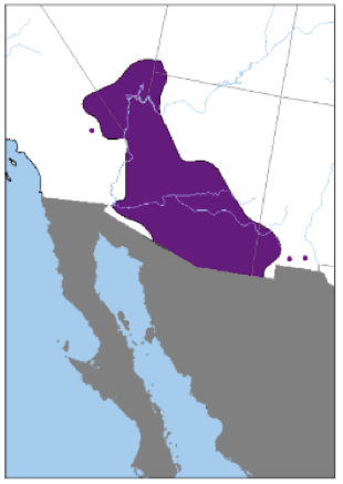 AUSTRALIAN FANTASY ADVENTURES: THE GILA MONSTER!