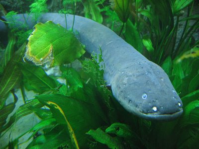 Electric Eel | Info and Photos | The Wildlife