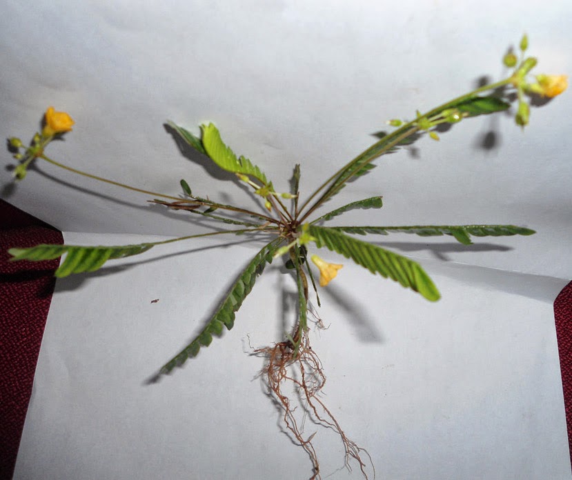 Ayurveda Medicine guide sri lanka: Heen Nidi Kumba