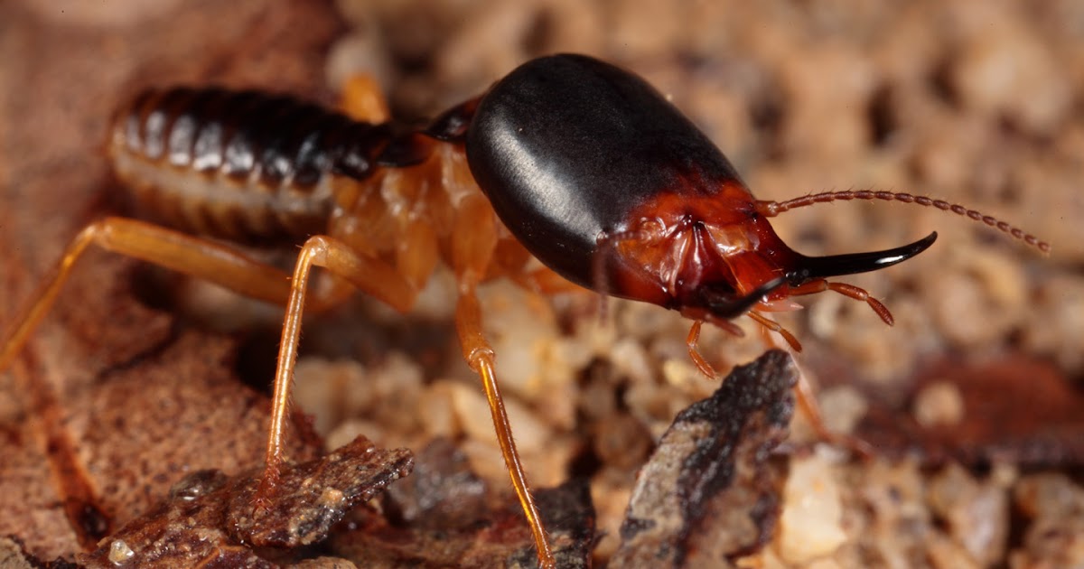 A CURRENT AFFAIR - Termite Attack - Termite News