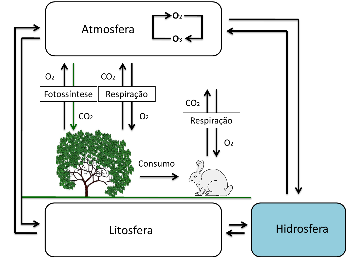 Biologia no Ensino Médio: Ciclo do Nitrogênio (N), Oxigênio (O ...