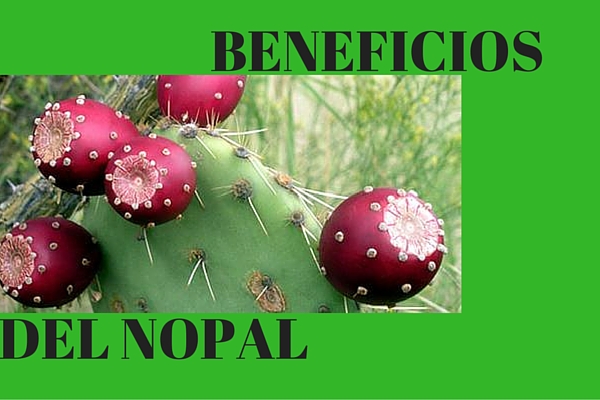 ~ Beneficios del Nopal