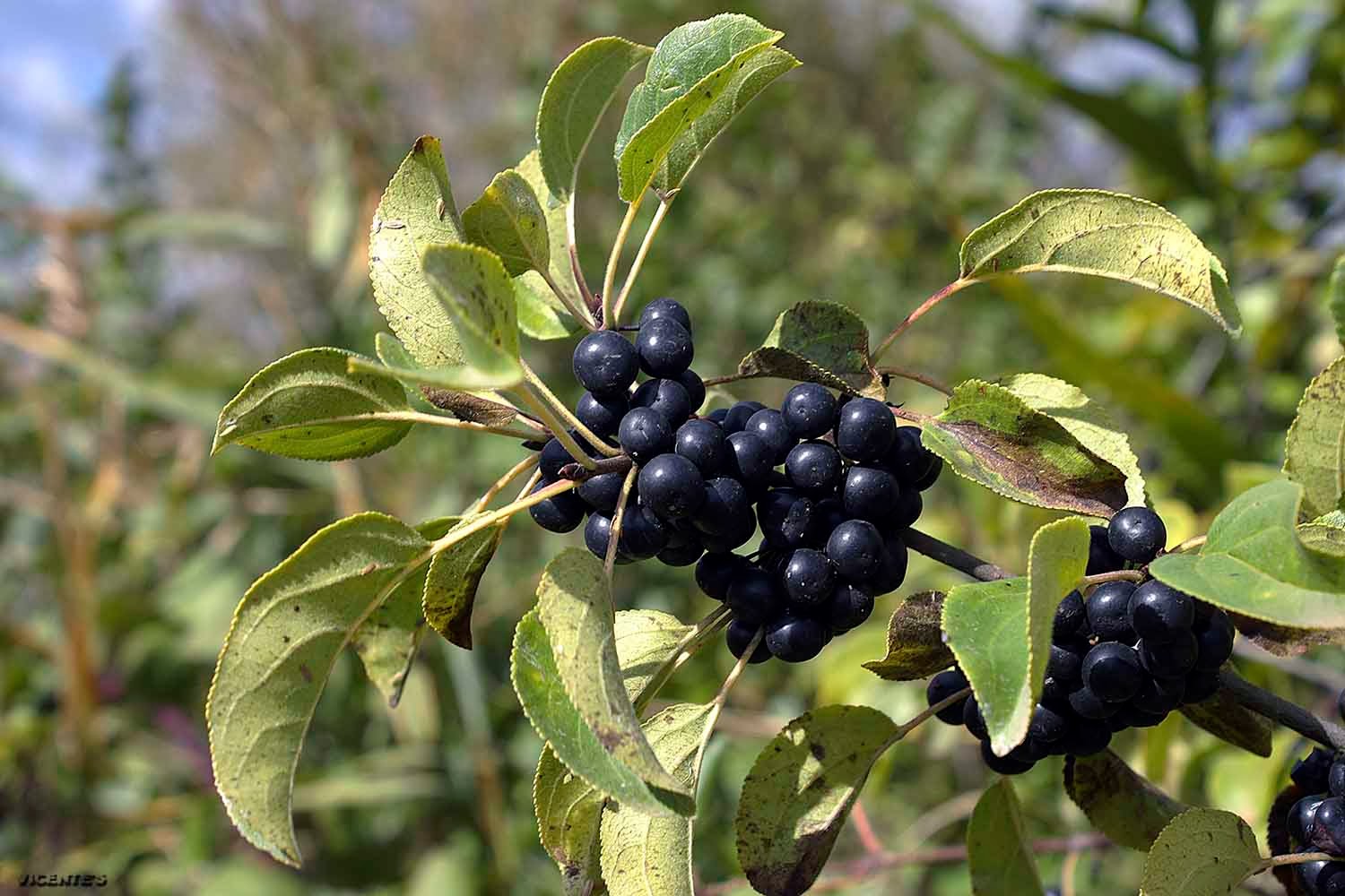Las flores silvestres de Hormaza: Rhamnus cathartica