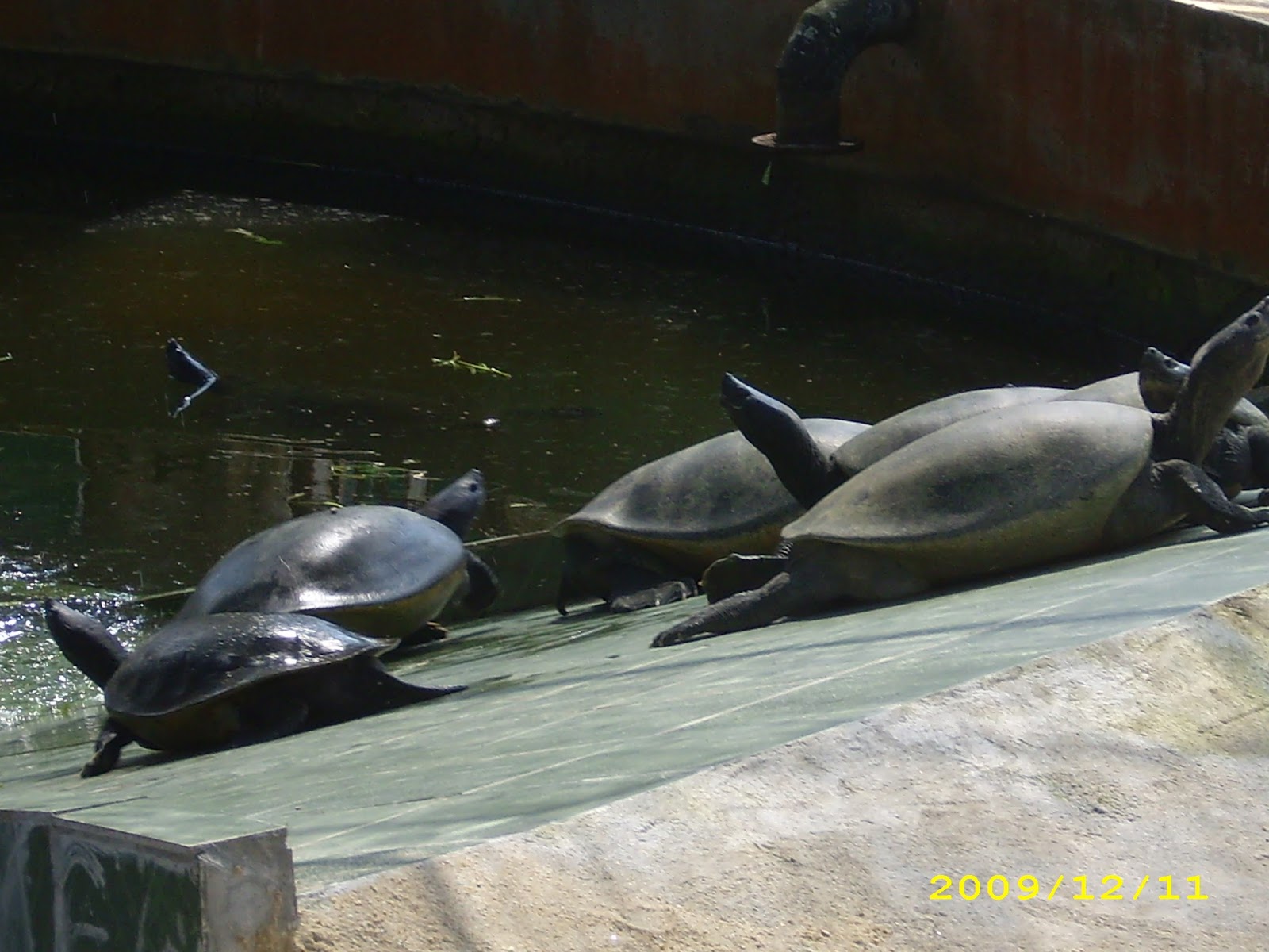 Taksidermi dan Pengawetan Kulit: Taksidermi Reptilia 3 : Albino Chinese ...