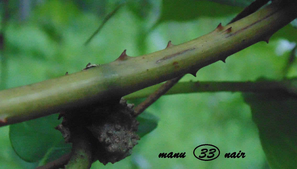 papanasini: Dioscorea dregeana