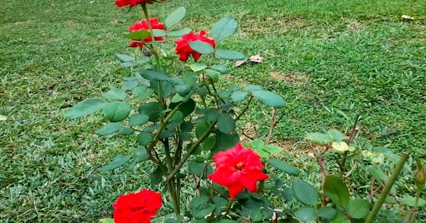 Red Roses | SL Flora