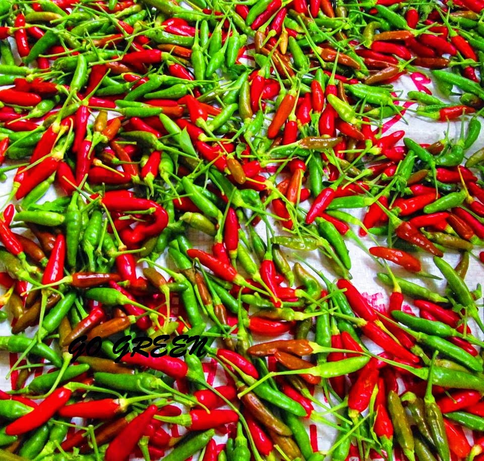 gogreendiscovery: CHILLI seeds for sale