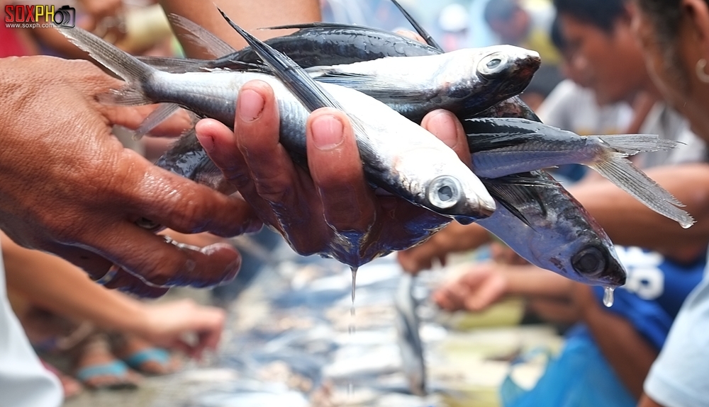 Bangsi Festival 2017 in Pictures | SOCCSKSARGEN, Philippines #SOXph by ...