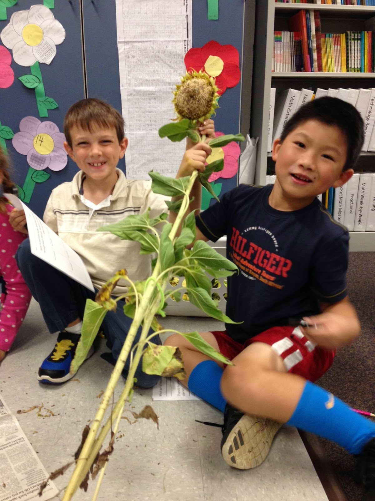 2H Class Blog!: Sunflower Day!