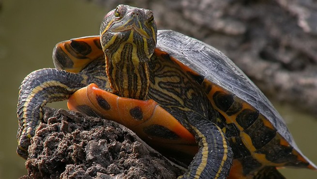 Localizan 10 tortugas de Florida (especie invasora) en Guía.