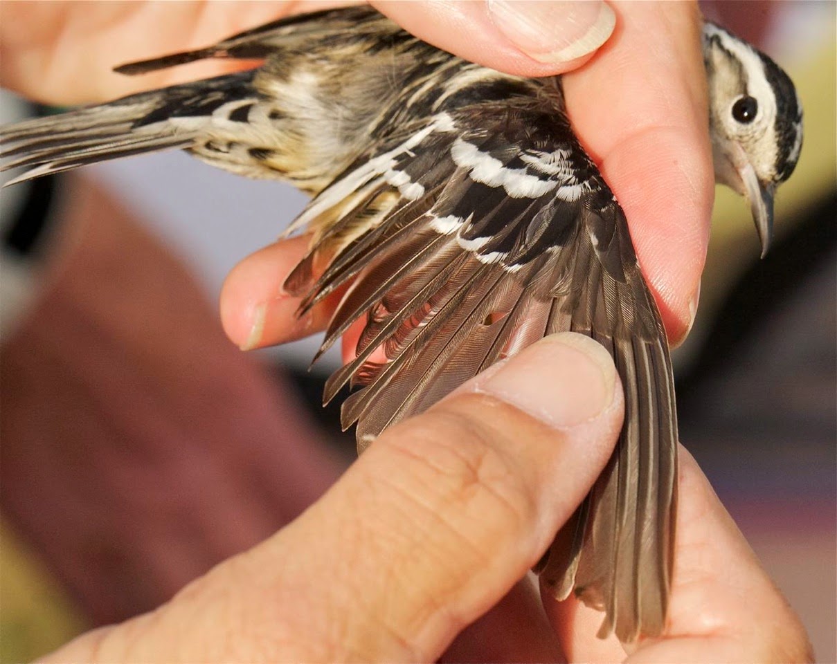 Bird Banding: Learning From Birds In-hand: Color Banding Painted Buntings