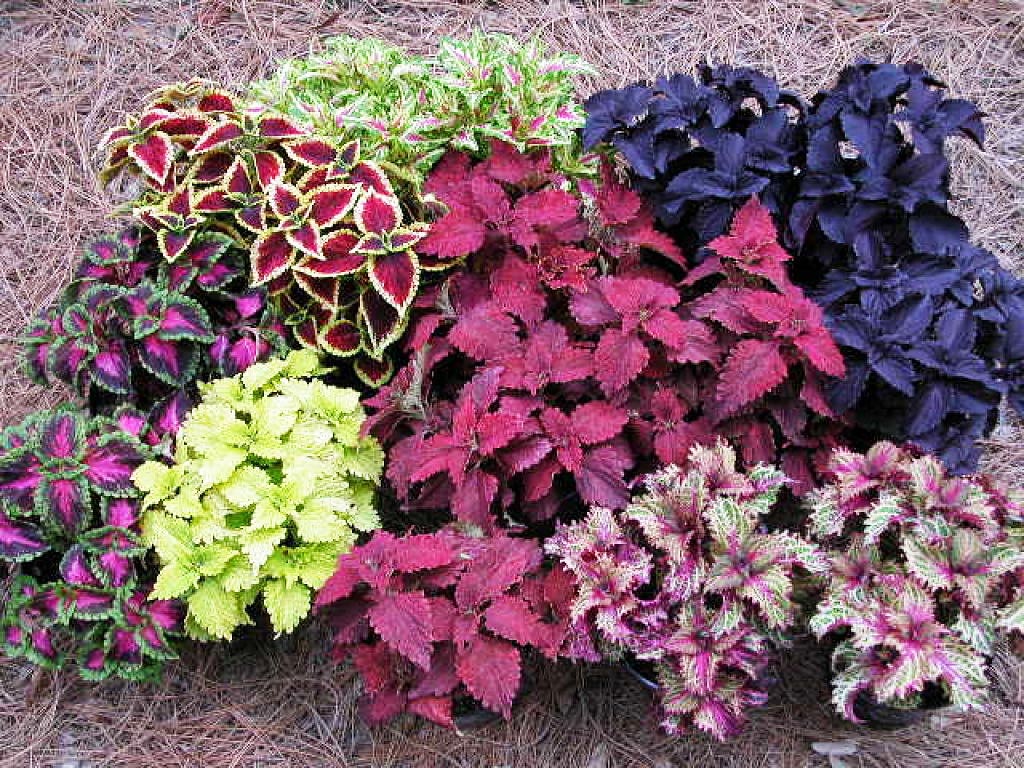 El JARDÍN DE GAIA: Los Coleos...