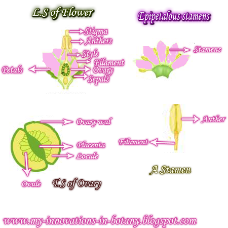Botany-mother of life: Solanaceae