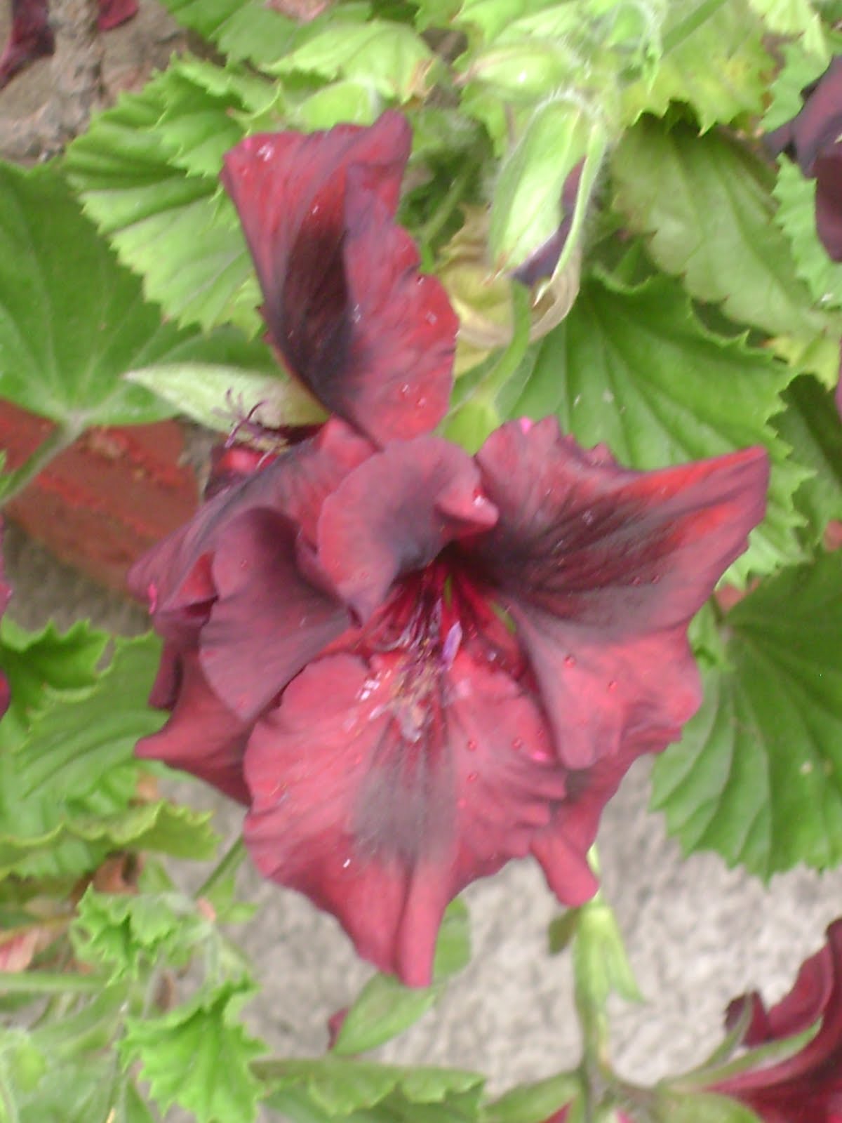 DE APROAPE..........DE CERCA......: MUSCATELE MELE....MIS GERANIOS