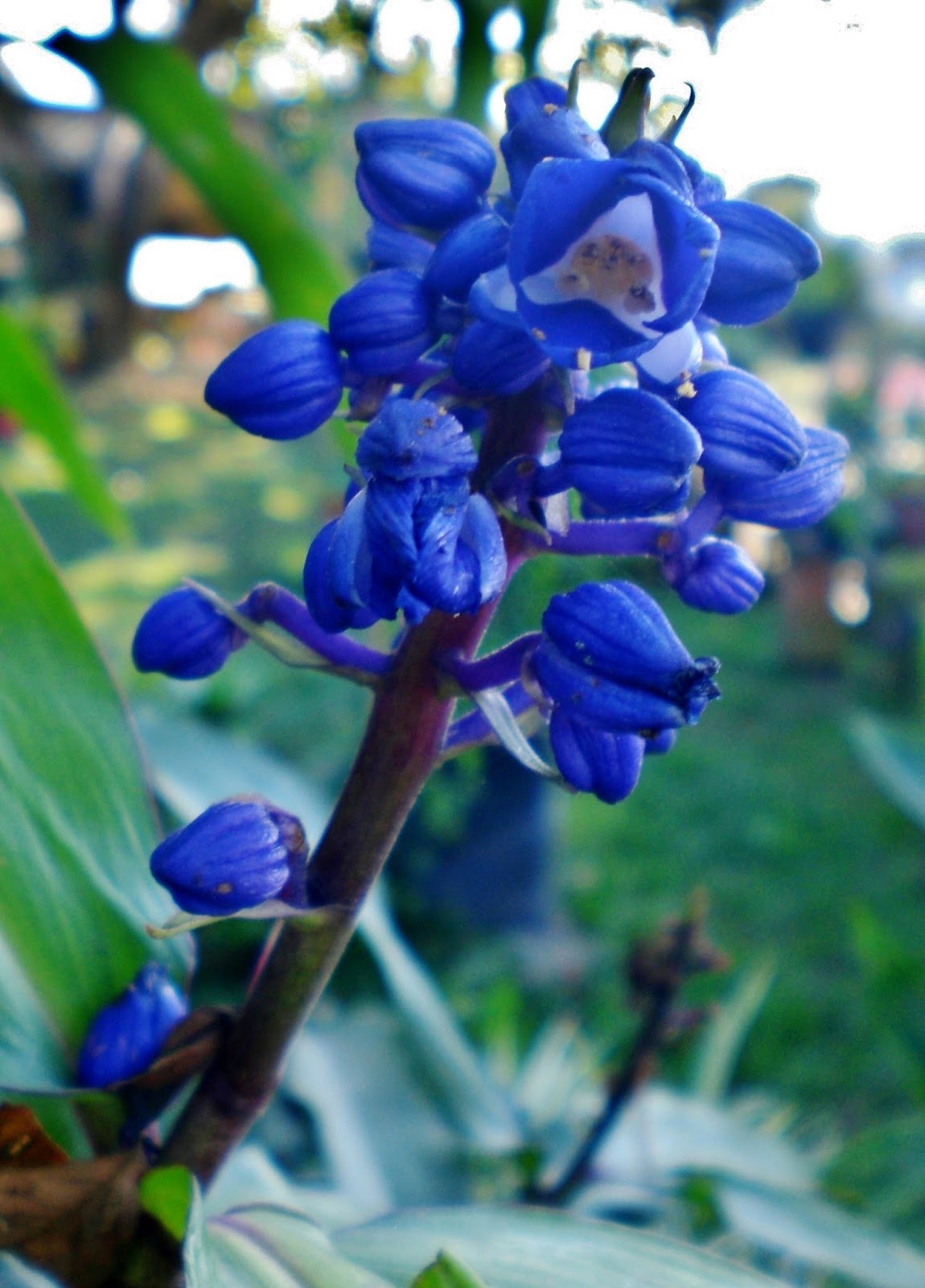 Dichorisandra thyrsiflora o jengibre azul | Flores colombia
