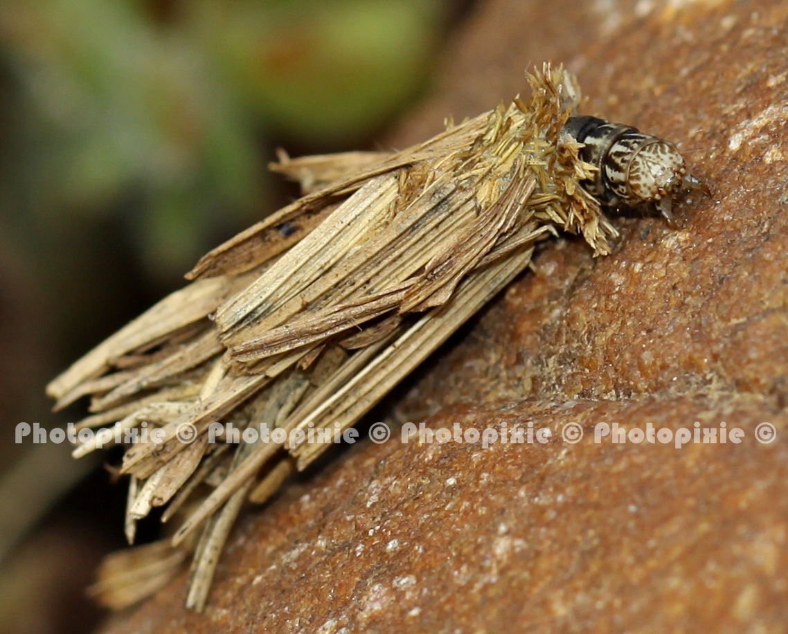 A Pixie's Eye View: Hiding amongst the grass...
