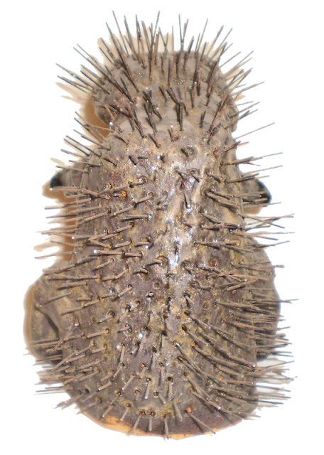 Labels: D&D , sculpture