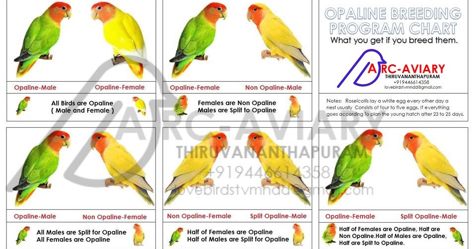 Opaline Breeding Expectations Chart.