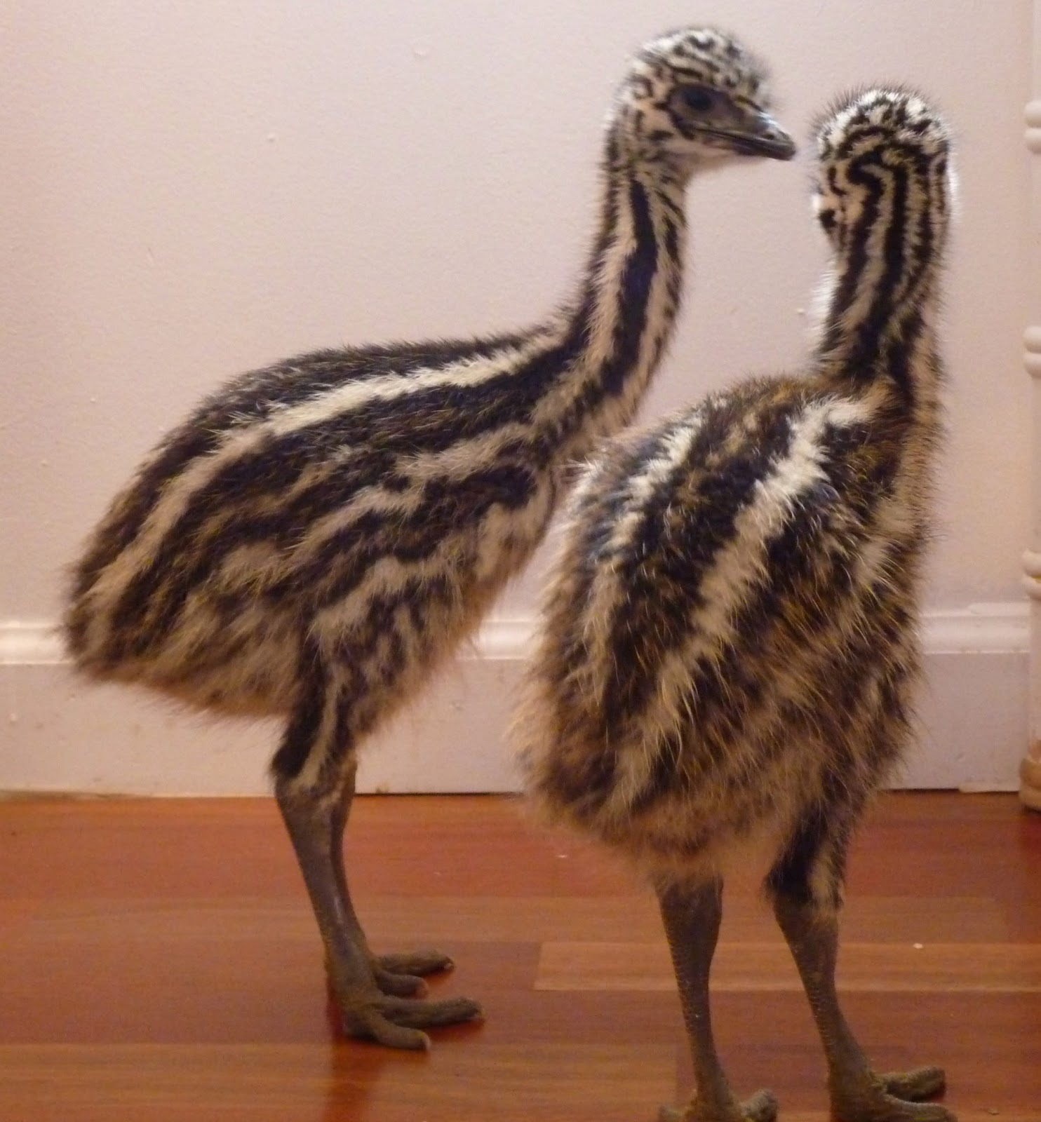 At the Butterfly Ball: The Emu Invasion