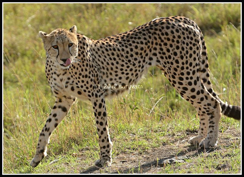 Let's go for a vacation - Saru and Vamsee's Travels: Masai Mara 2 ...