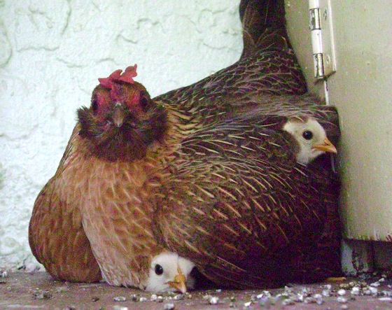 Windmill Farm: Raising Backyard Chickens - Class in March