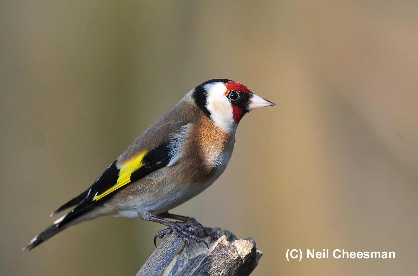 British Wildlife Photography: Goldfinch