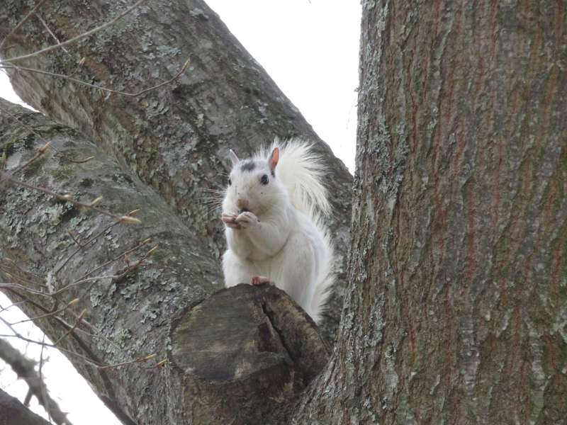The Travelling Lindfields: The White Squirrels of Brevard in ...