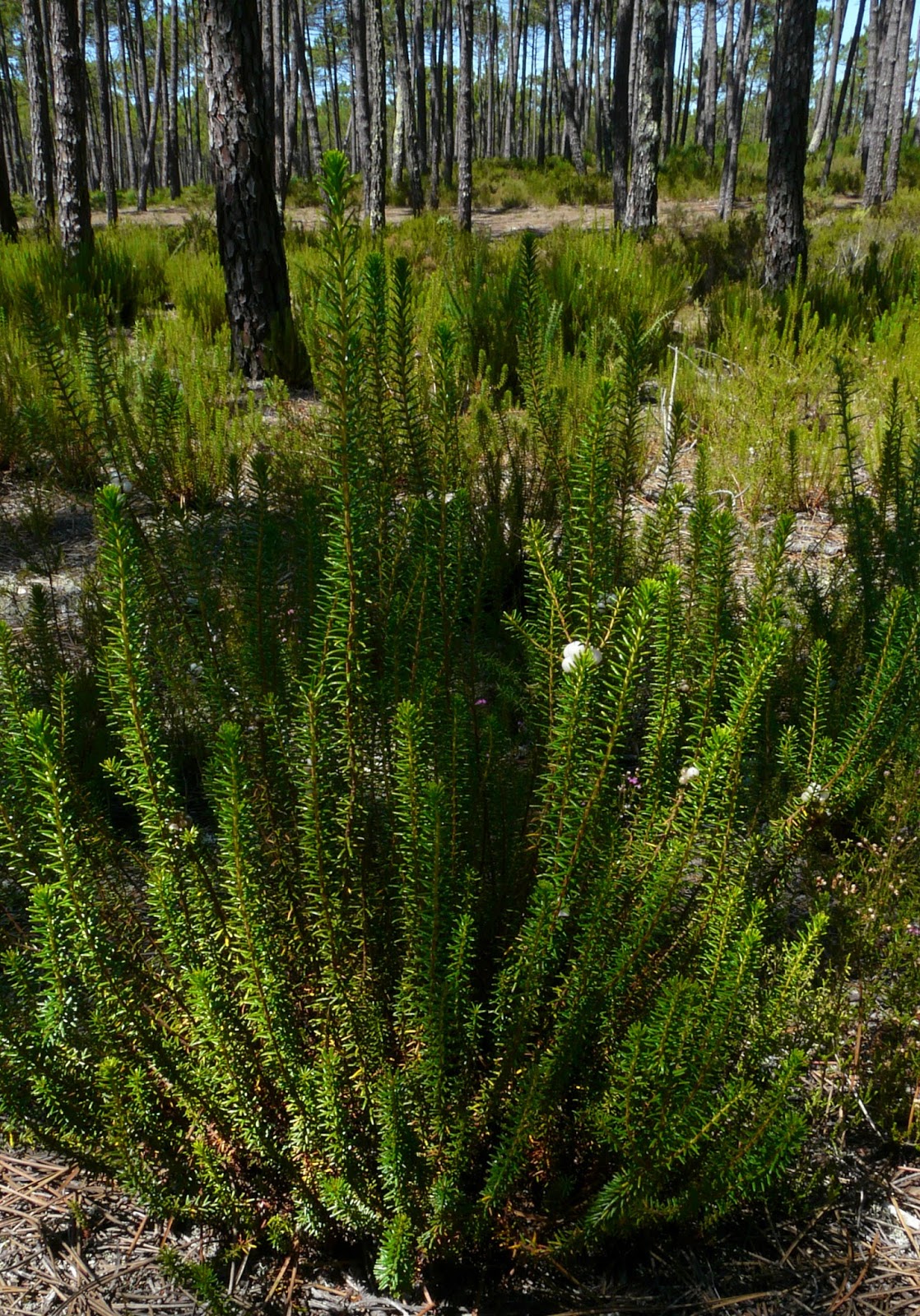 As Camarinhas - Clube do Jardim