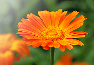 Dröhnung: Ringel Blume