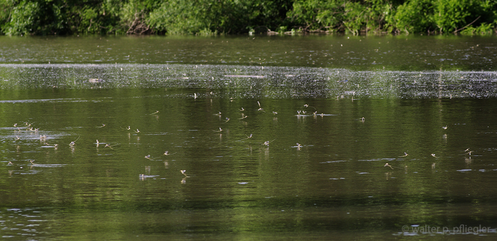 Nature photos from an Amateur Naturalist: Bodrog River, Hungary (Fluß ...