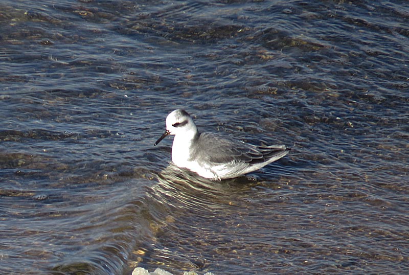 Bob the Birder: Rare visitor to Draycote Water.