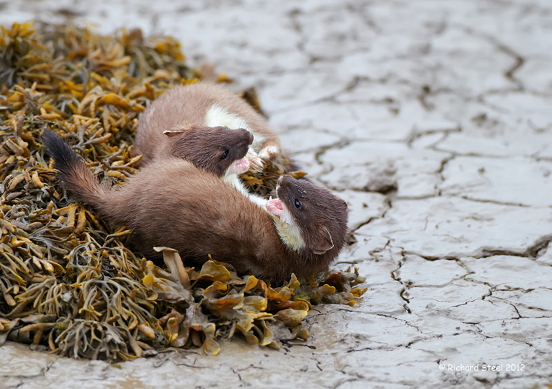 Wildlife Photographic Journals