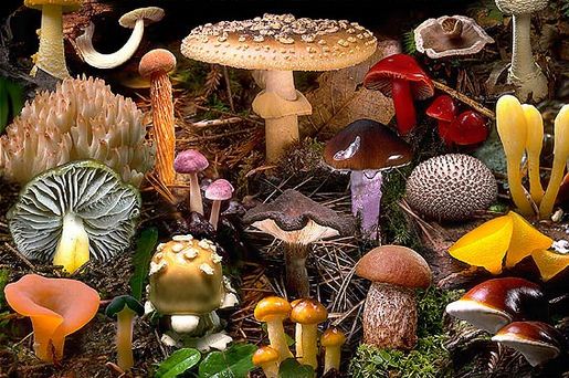 Ciri-ciri Kingdom Fungi dan Contohnya | Berpendidikan