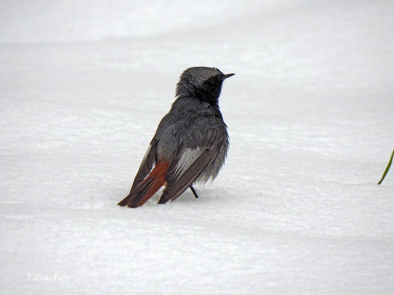 PASARI DIN ROMANIA: CODROS DE MUNTE (1), Phoenicurus ochruros