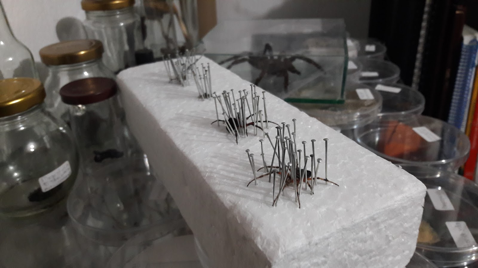 ¡Bienvenidos al mundo de los ARÁCNIDOS!: ¿CÓMO DISECAR UNA ARAÑA?