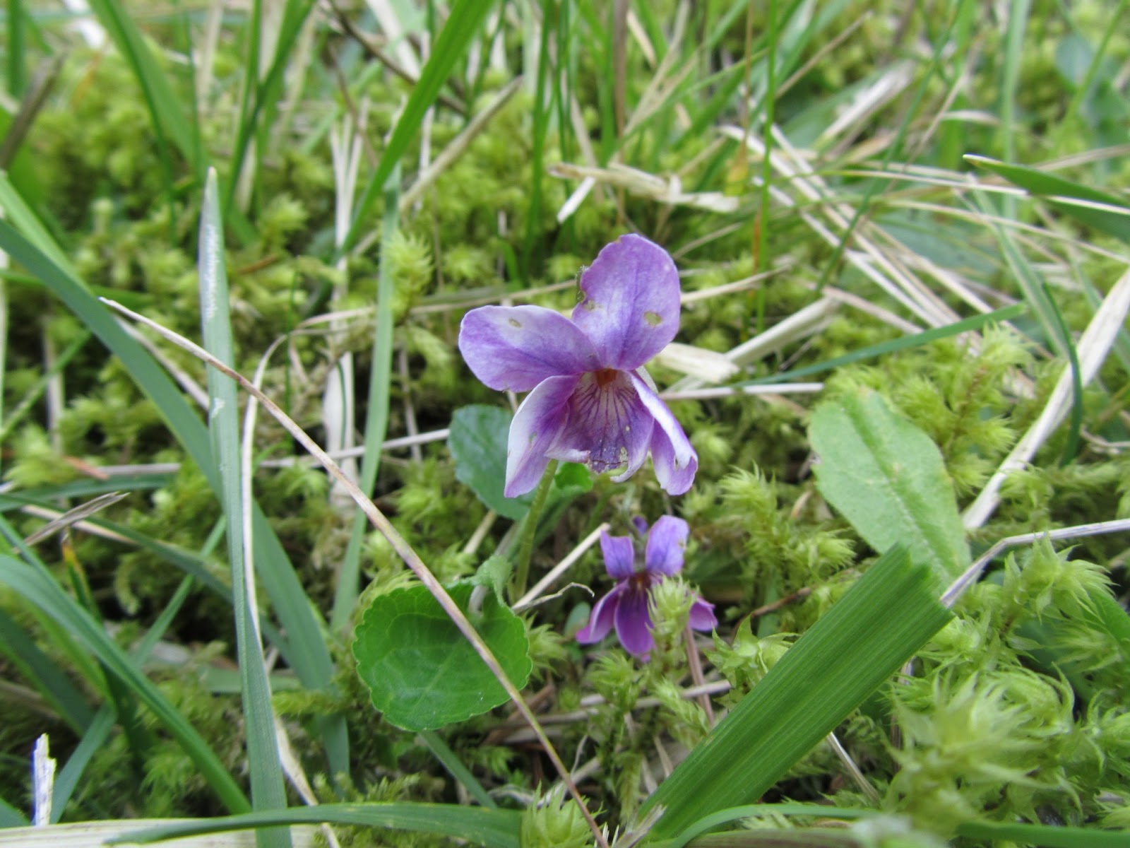 Four Hills of Squash: Wild Violets