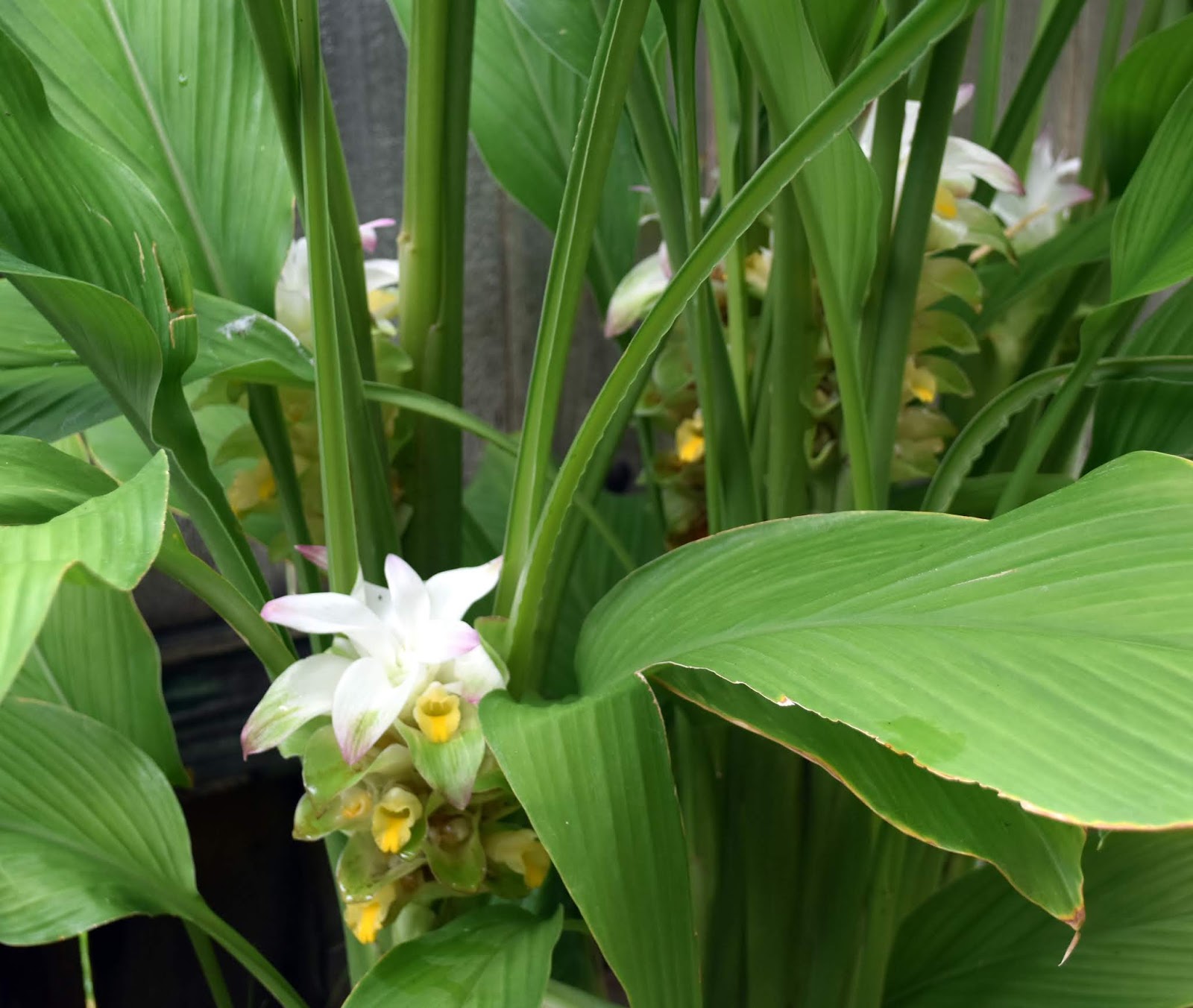 Veena Chimes: Growing Turmeric- 2 - Making Turmeric Powder At Home