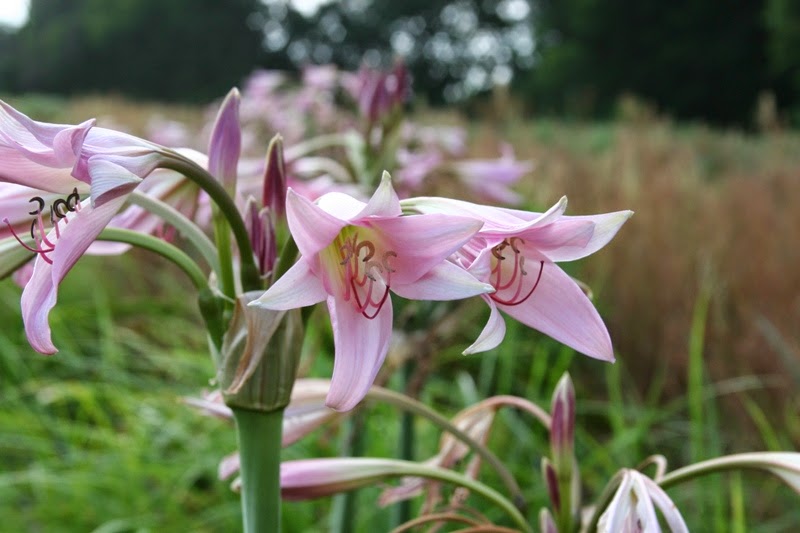 HOW TO GROW THE HARDY CRINUM FROM SEED |The Garden of Eaden
