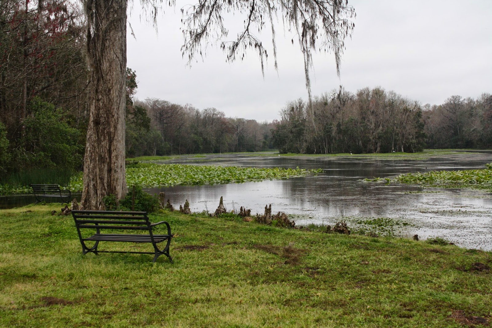 Lace up and Walk : Wednesday Walking - Wacissa River, Wacissa, Florida