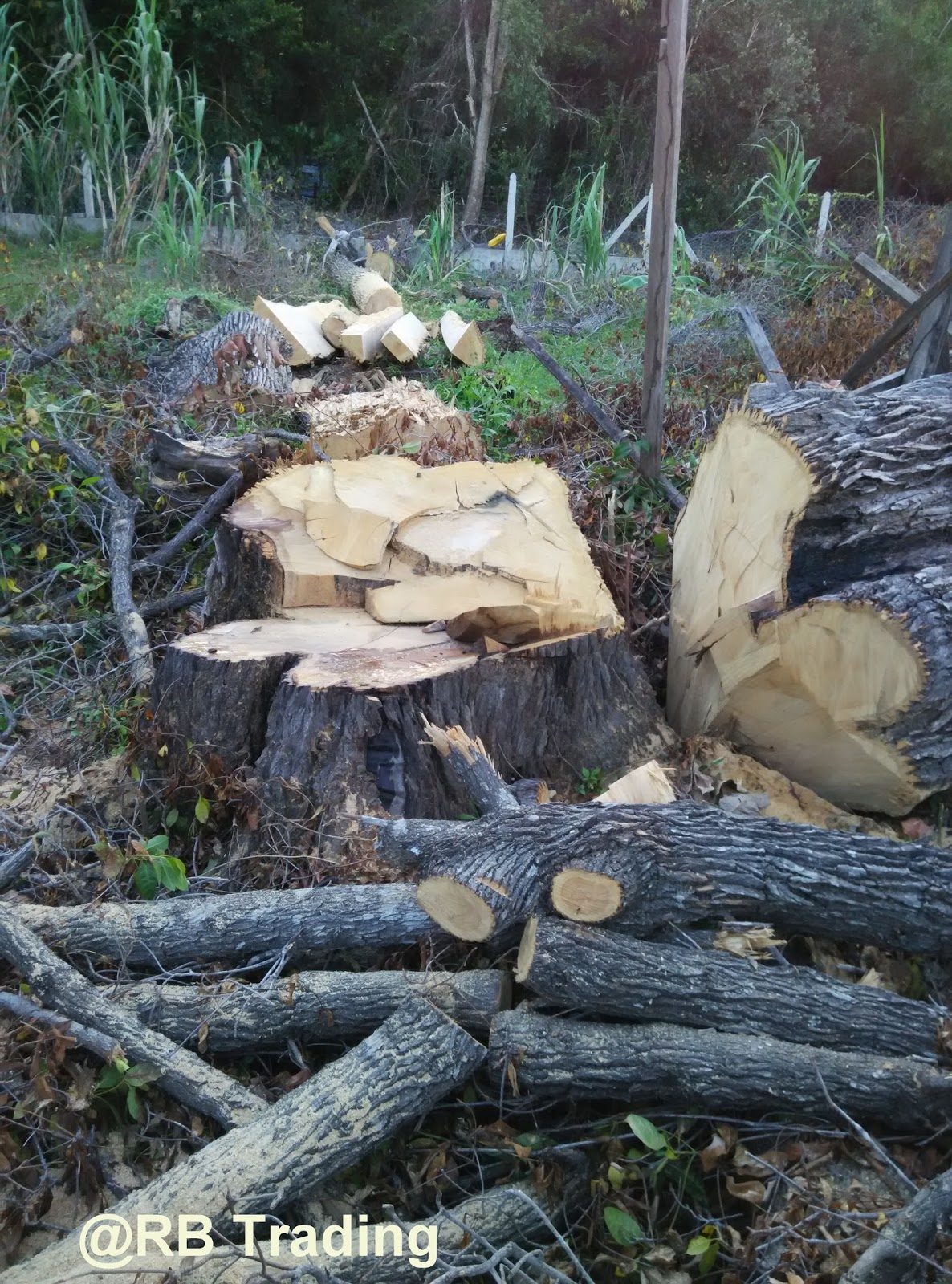 MEMBEKAL KAYU & BAHAN PEMBINAAN: KAYU TEMBESU