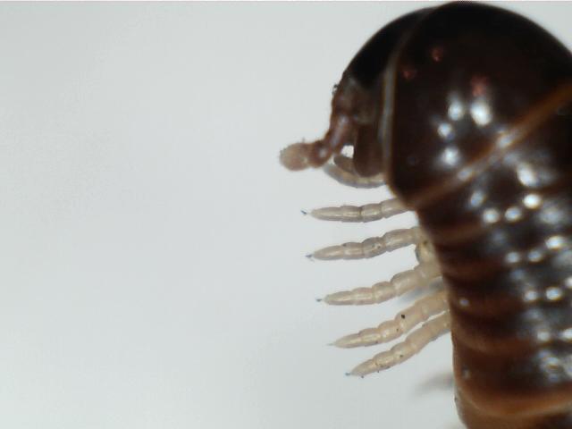 O MUNDO DOS INSETOS: gongolo