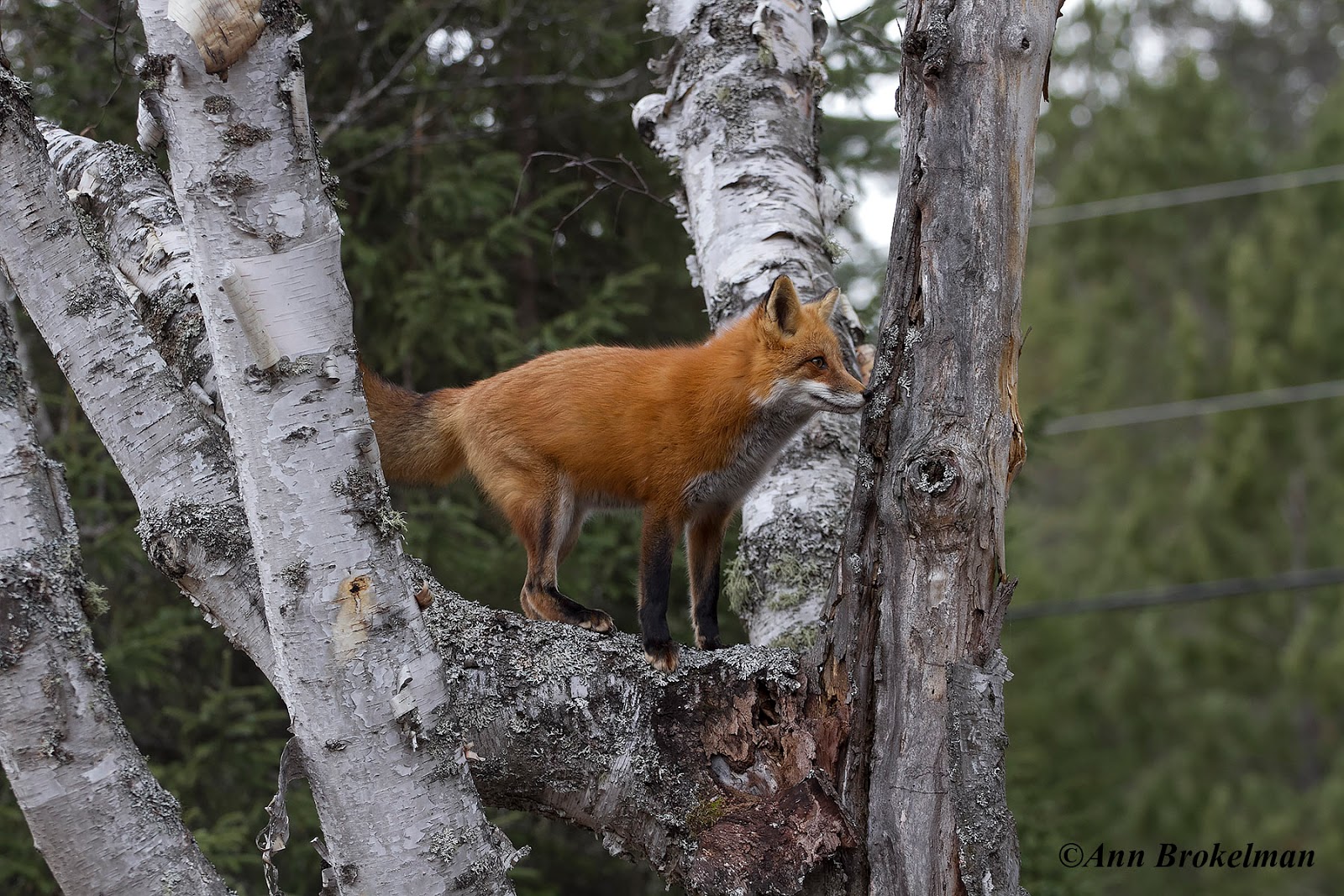 Ann Brokelman Photography: Red Fox climbing a tree!!!!