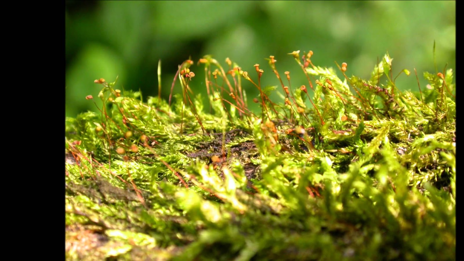 Thaís Raiane - Biologia 3: maio 2015