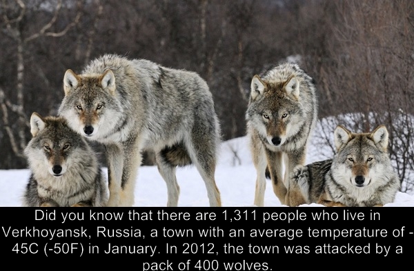 In 2012, the Verkhoyansk town was attacked by a pack of 400 wolves ...