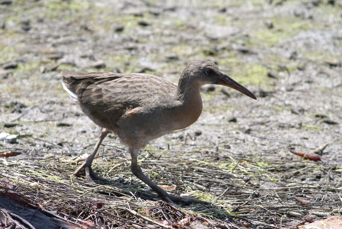 Jo's Morning Walk: Ridgway's (formally California Clapper) Rail