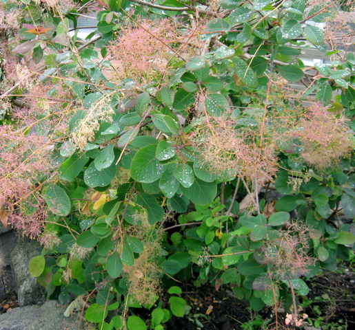 Seattle Garden Ideas: More Smoke Trees